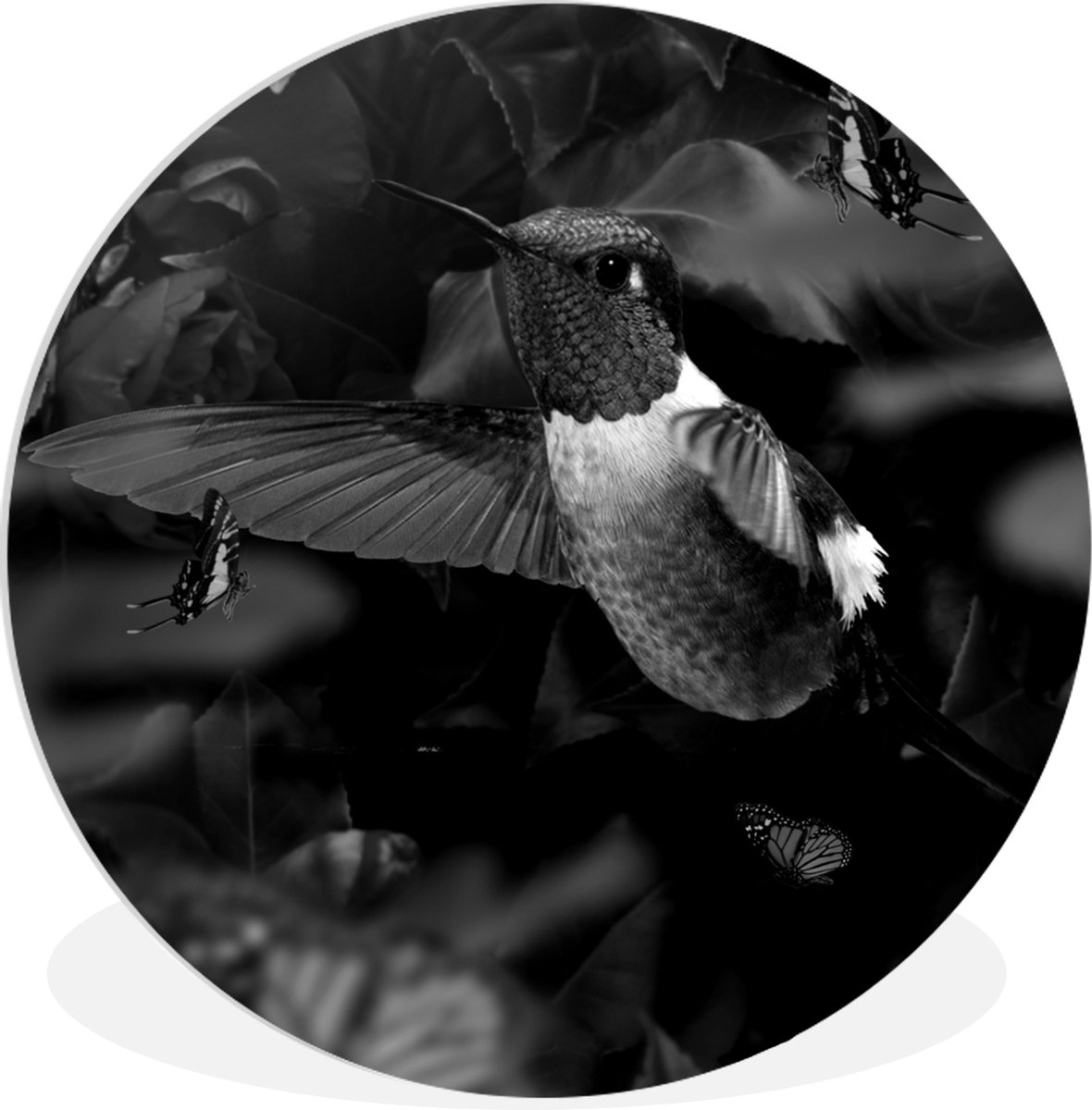 Wall Circle - Wall Circle Indoor - Colibri doré entouré de papillons ...