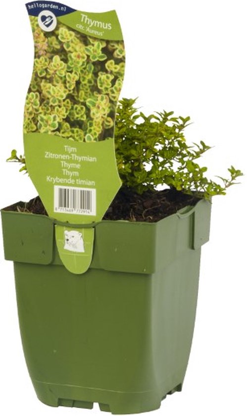 Citroen tijm kruid Thymus citriodorus. AureusGriffioen | bol
