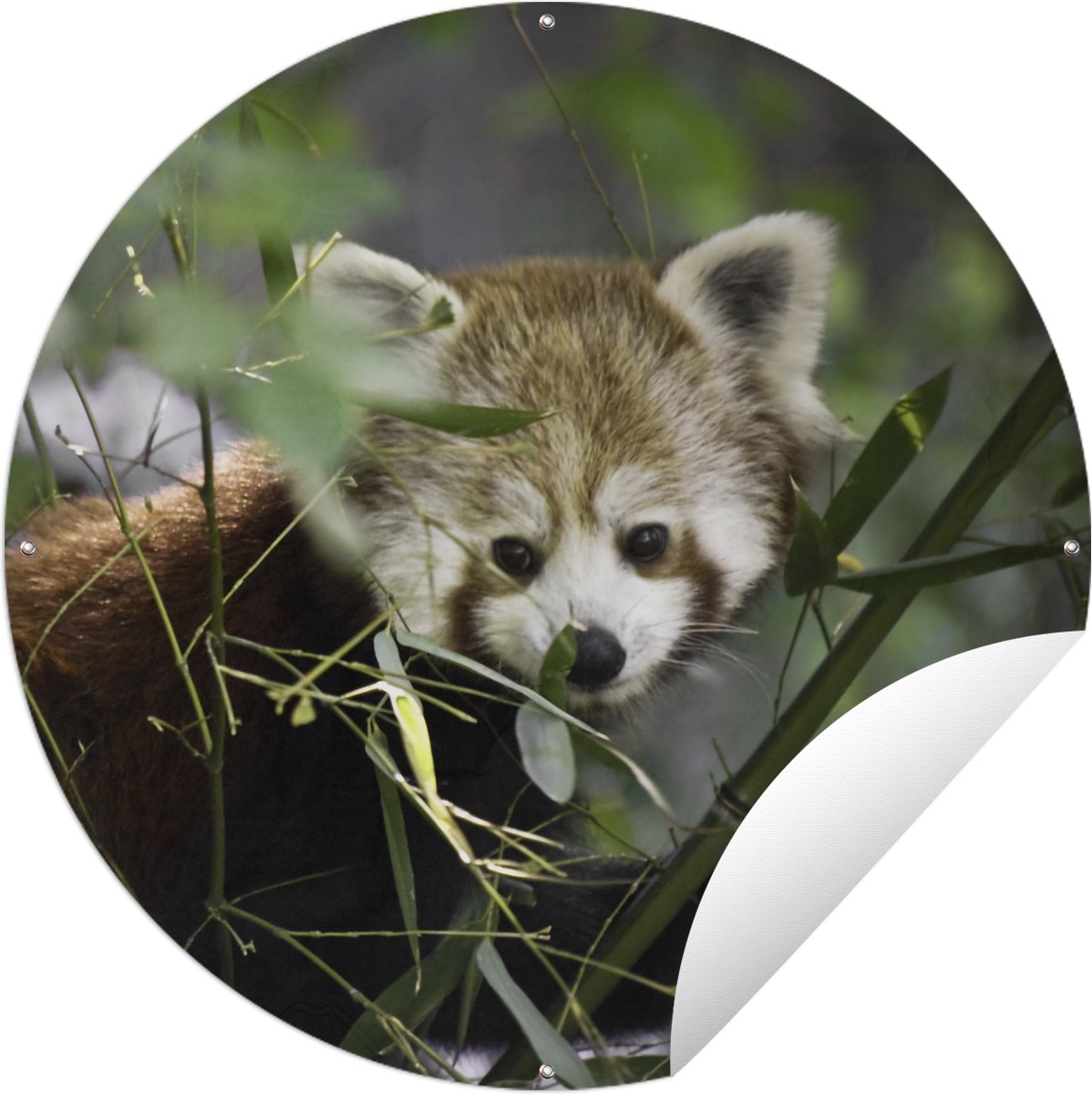 Affiche de jardin Panda rouge rond - Bébé panda rouge entre les ...