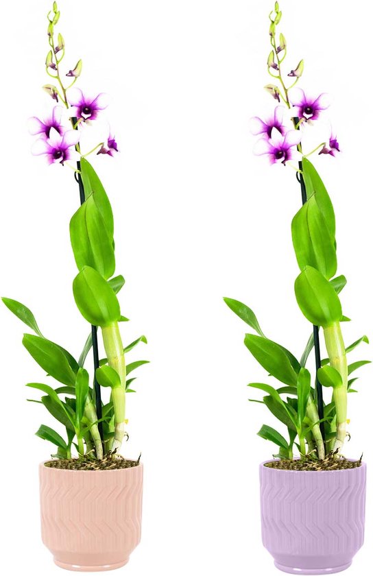 Duo Dendrobium Sa-nook Polar Fire in Jane keramiek (Purple en Orange) ↨ ...