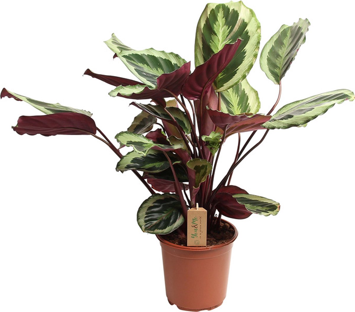Calathea Marion XL – Luchtzuiverende Kamerplant – 60 tot 70 cm Hoog Bij ...