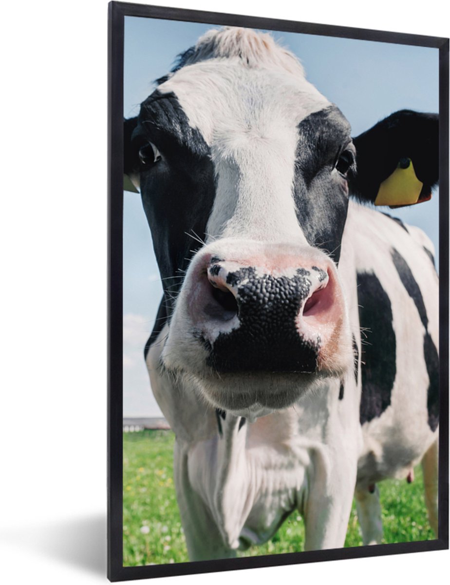 PosterMonkey - Cadre photo - Poster - Vache - Vaches - Nature - Animaux ...