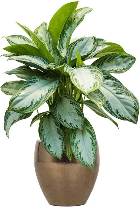 Plant in Pot Aglaonema Silver Bay 80 cm kamerplant in Amora Gold 26 cm ...