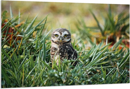 Plexiglas - Kleine Uil in Gras - 150x100cm Foto op Plexiglas ...