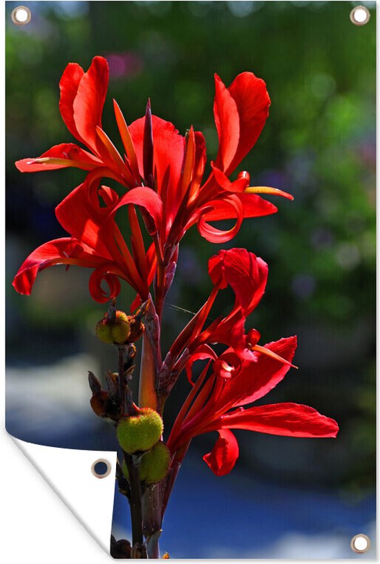 Un poster de jardin fleuri rouge vif Canna 40x60 cm - petit - Toile de ...