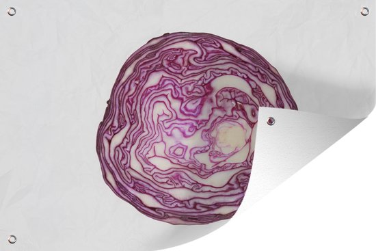 Un chou rouge coupé en deux sur fond blanc Affiche de jardin 90x60 cm ...