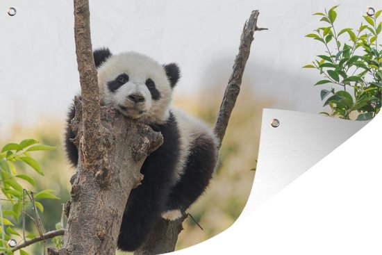 Tuindecoratie Panda - Boom - Bladeren - 60x40 cm - Tuinposter ...