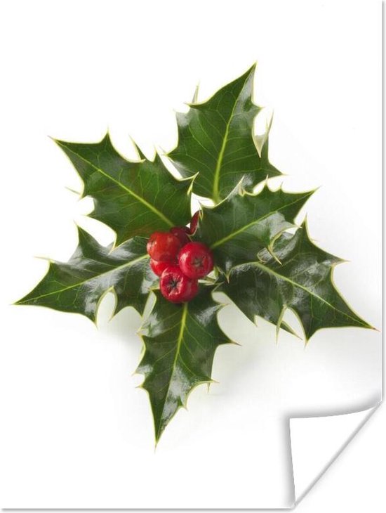 Poster Feuilles de houx aux fruits rouges sur fond blanc 30x40 cm ...