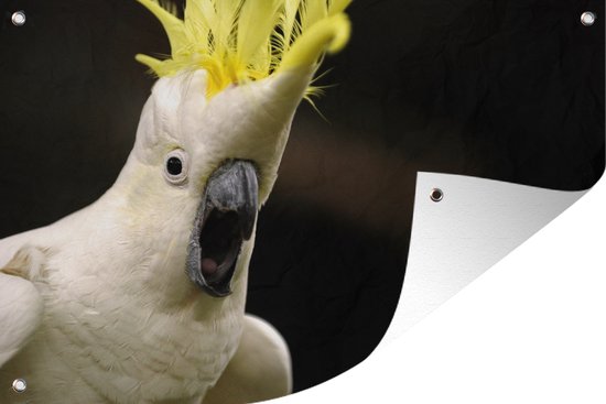 Tuinposters buiten Een witte kaketoe met een gele kuif - 90x60 cm ...