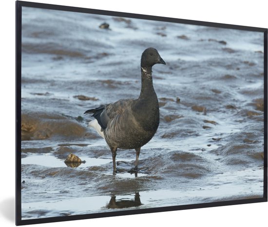 Fotolijst incl. Poster - Rotgans staat in de modder - 60x40 cm ...