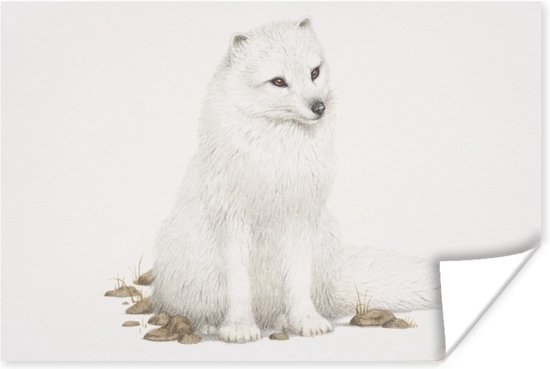 Poster tekening van een poolvos - 60x40 cm | bol