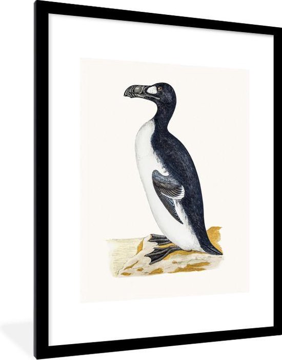 Fotolijst incl. Poster - vintage tekening van de Reuzenalk - 60x80 cm ...