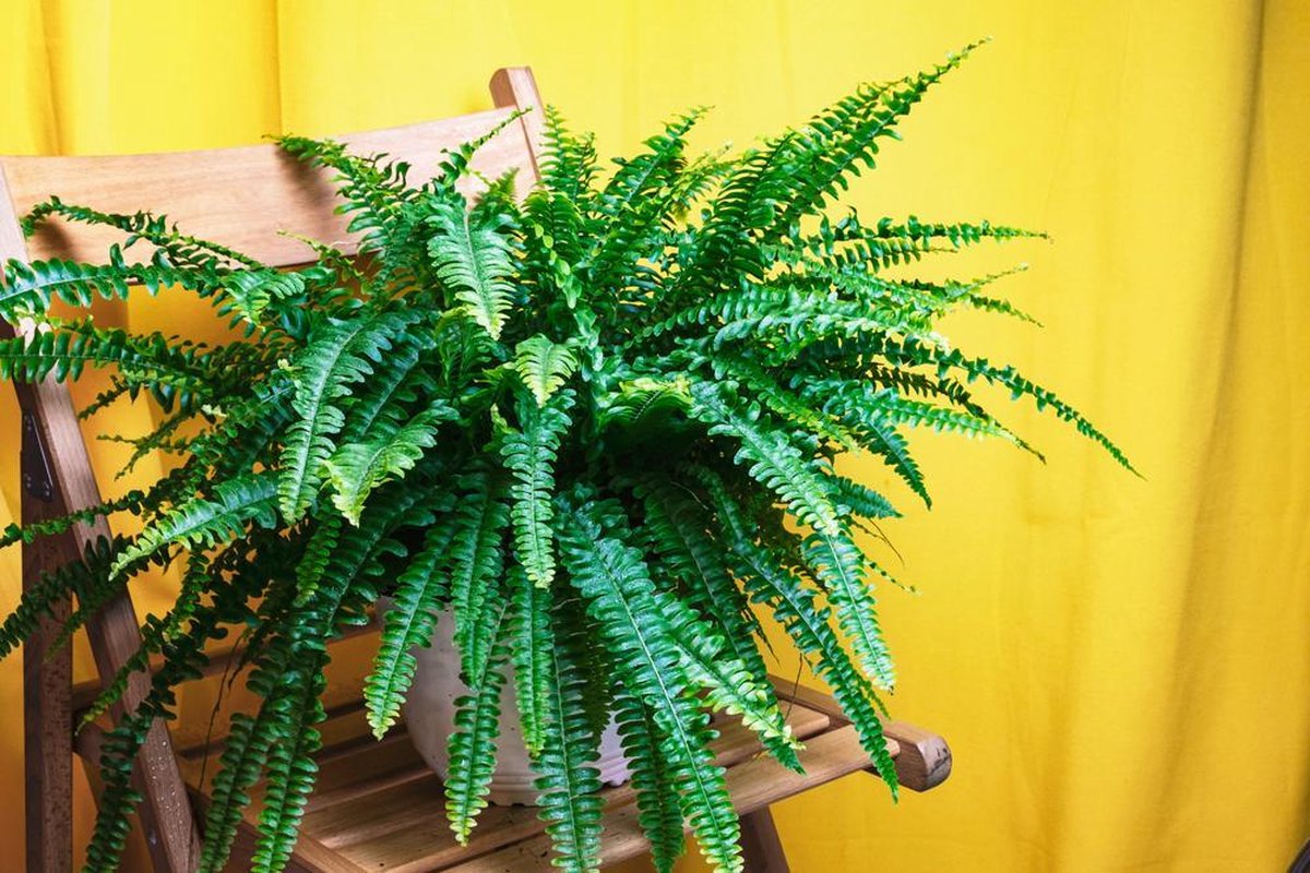 6x Varen Mix - Buitenvaren - Varen - Winterhard - ⌀12 cm - 20-30 cm ...