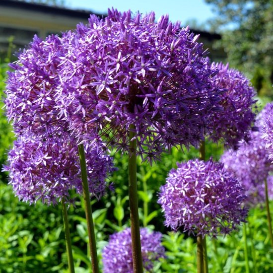 Hybride sierui (Allium hybrid) - Allium Millenium - Sierui - Bijen ...