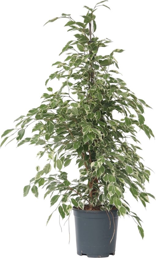 Plant in a Box - Ficus Benjamina Twilight - Echte Kamerplant Groot ...