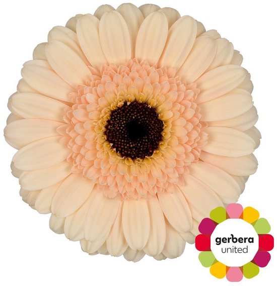 20x Germini cafe 70cm | bol