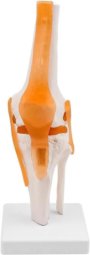 Anatomisch kniegewricht model voor educatieve doeleinden met beweging ...