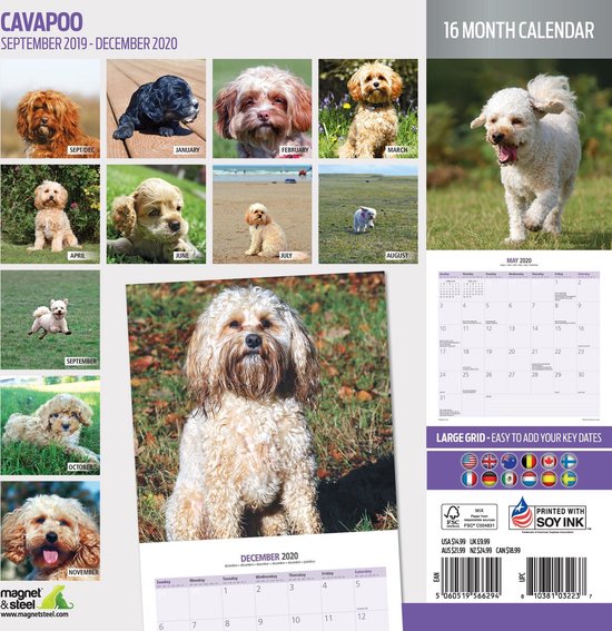 Cavapoo Kalender 2020 | bol.com