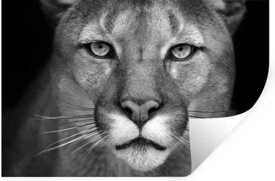 Muurstickers - Sticker Folie - Panter - Wilde dieren - Zwart - Wit - 90x60 cm -... | bol