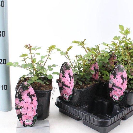 8 x Roze Trosroos - Bodembedekker Winterhard Borderplant - Rosa the ...