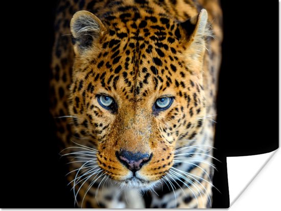 Poster Luipaard - Dieren - Portret - Wilde dieren - Zwart - 80x60 cm | bol