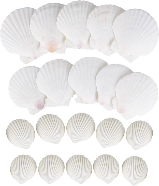 20 Stuks Kleine Schelpen - Grote Schelpen - Zee Schelpen - Knutsel ...