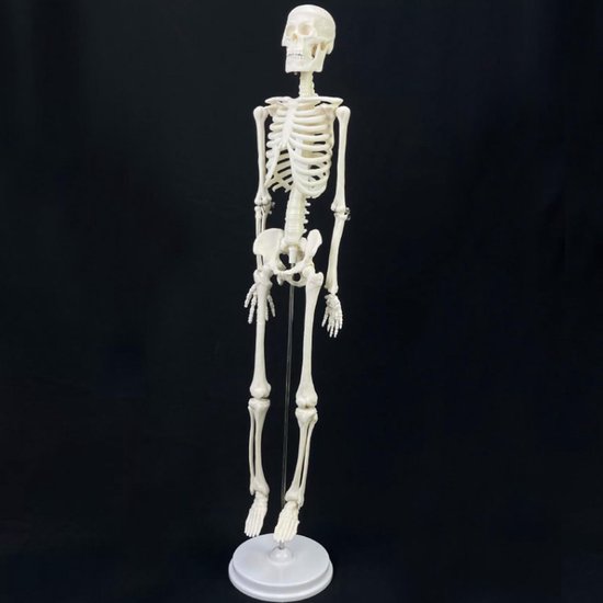 Mini skelet model met beweegbare armen en benen - educatief anatomie... | bol