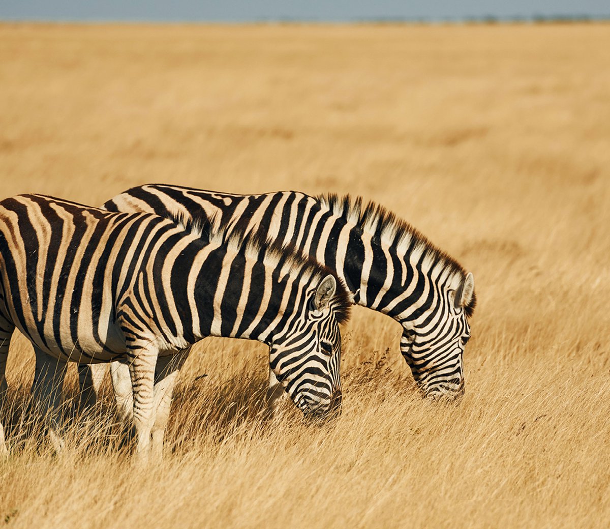 Inductie Beschermer - Grazend Zebra Duo in het Droog Gras Landschap ...