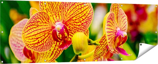 Gards Tuinposter Geel Rode Orchidee Bloemen - 180x60 cm - Tuindoek ...