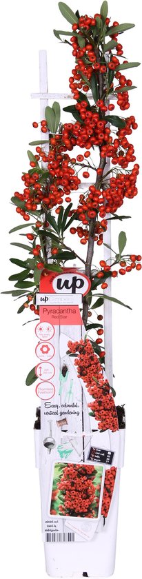 Pyracantha coccinea 'Red Star' - ↨65cm - Ø15 | bol.com