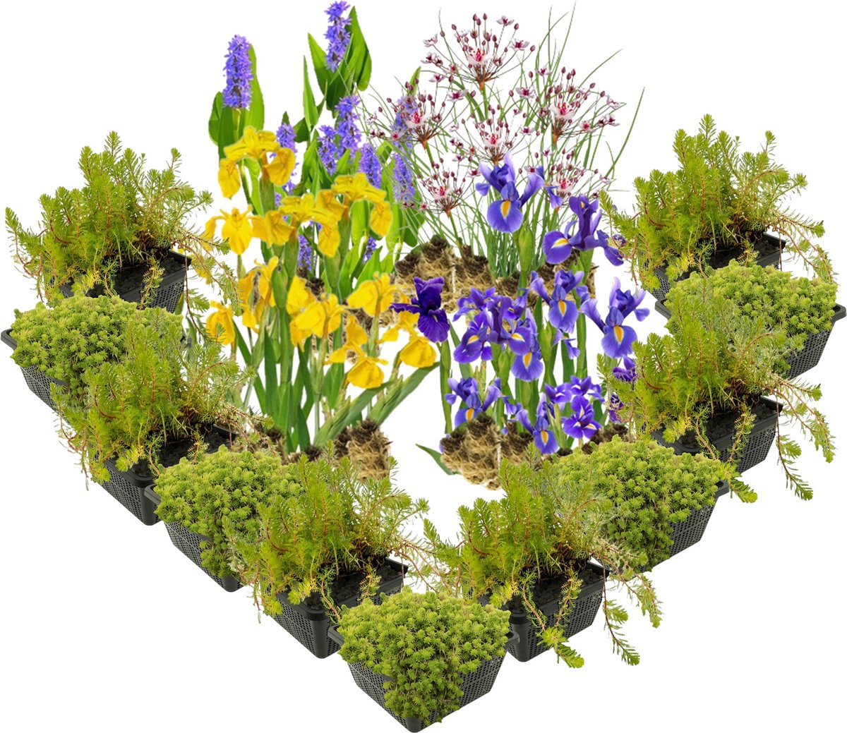 VDVELDE - Helofytenfilter Mix - Voor ca. 10 m² - 168 losse ...