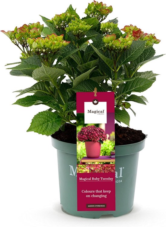 Hortensia in pot Rood en Blauw - Bloeiende Terrasplant - 55 cm Hoog | bol