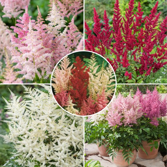 Plant in a Box - Astilbe - Mix van 6 - Pluimspirea - Wortelstokken ...