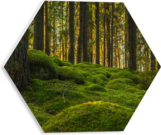 PVC Schuimplaat Hexagon - Bomen in Bos bij Groen Begroeide Ondergrond ...