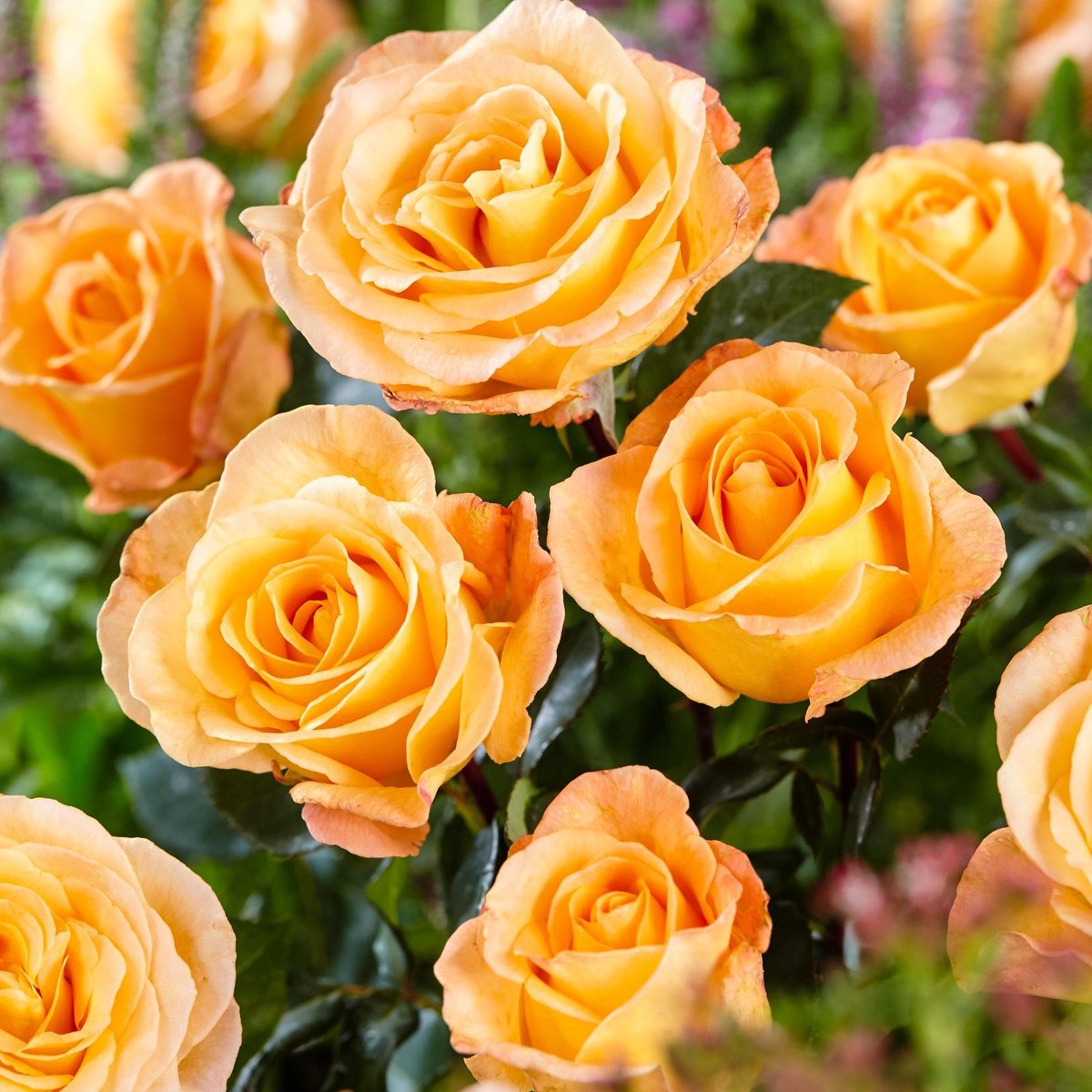 Rosa 'Whisky' - Grootbloemige roos geel-oranje - ↑ 20-45cm - Ø 22cm ...