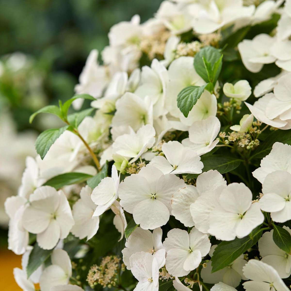 bol.com | Hydrangea Macrophylla - Hortensia 'Runaway Bride Snow White ...