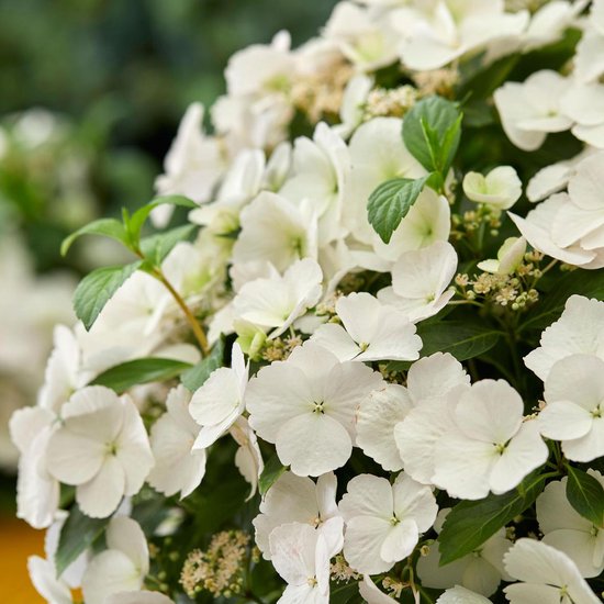 bol.com | Hydrangea Macrophylla - Hortensia 'Runaway Bride Snow White ...