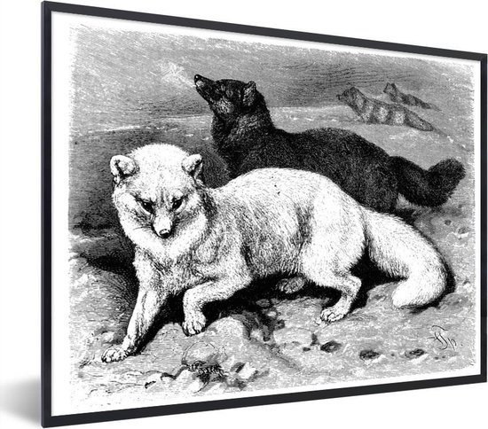 Fotolijst incl. Poster - tekening van een poolvos op de grond - 40x30 ...