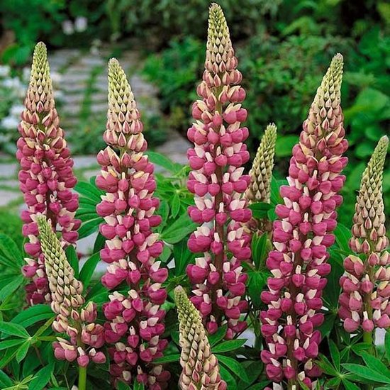 6x Lupine (Lupinus 'The Chatelaine') - P9 pot (9x9) | bol