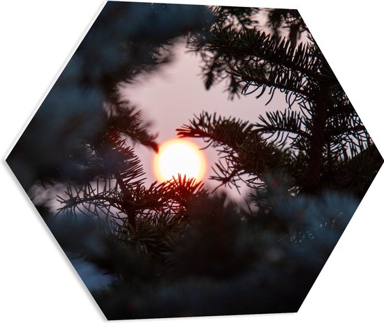 PVC Schuimplaat Hexagon - Zon door de Bomen - 60x52.2 cm Foto op ...