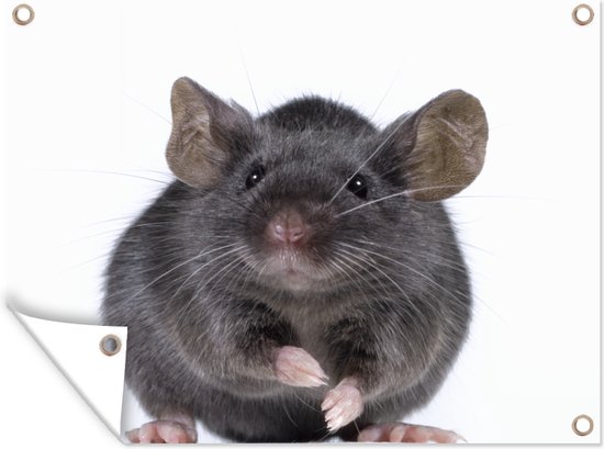 Tuinschilderij Grijze muis - 80x60 cm - Tuinposter - Tuindoek ...