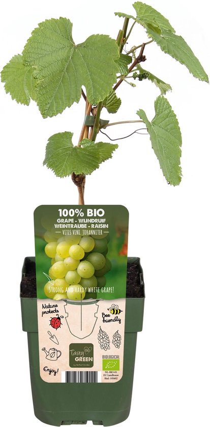 Hello Plants Vitis Vinifera Johanniter Witte Druiven - Druivenplant - Ø ...