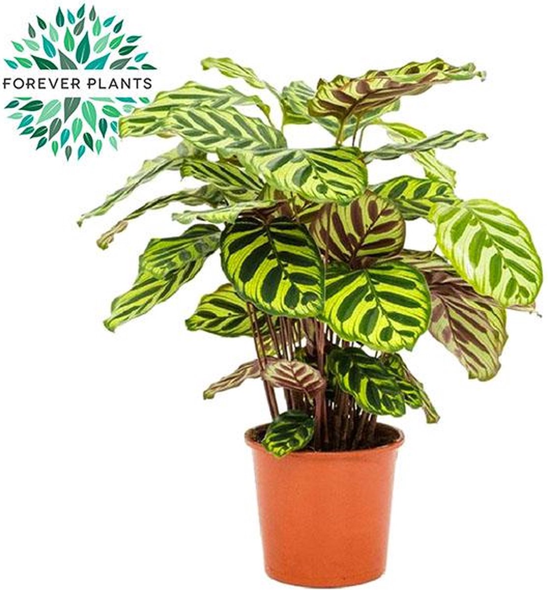 Calathea – Marantaceae (Calathea Makoyana) – Hoogte: 55 cm – van ...