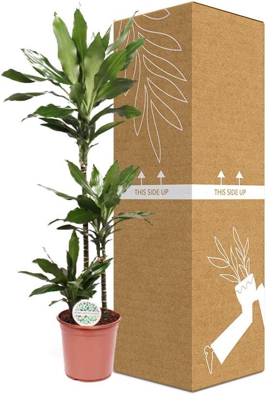 Groene plant – Drakenboom (Dracaena Janet Lind) – Hoogte: 130 cm – van ...