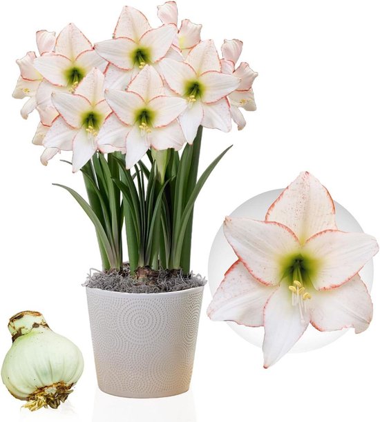 Amaryllis Bol - Picotee - Bloembollen - 1 stuk - Wit - Bloem bollen - No Water Flower | bol