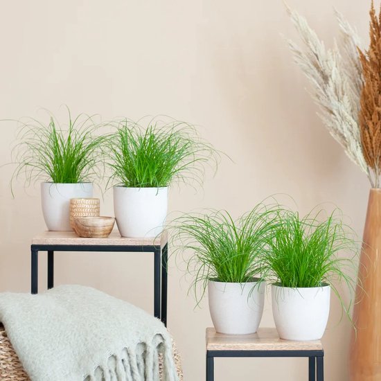 Cyperus Zumula - Kattengras - P12 - 4 stuks | bol.com