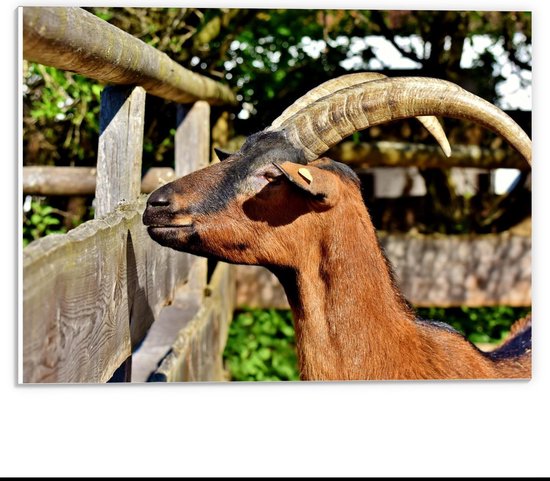 Forex - Geit met Horens voor het Hek - 40x30cm Foto op Forex | bol