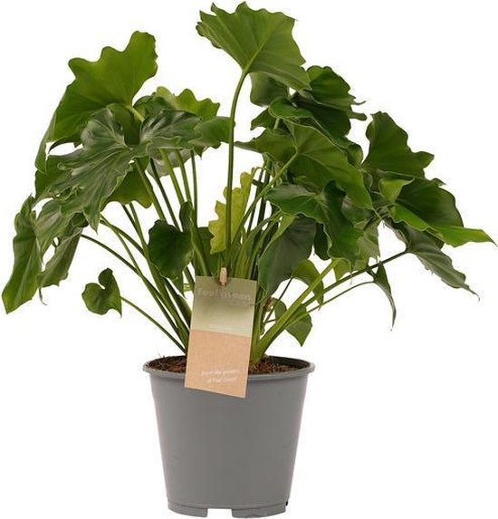 Decorum Philodendron Shangri La(240334) | bol.com