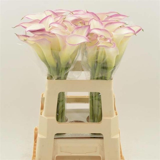 DutchFlowers - Boeket - 10x Calla call mario 60cm | bol