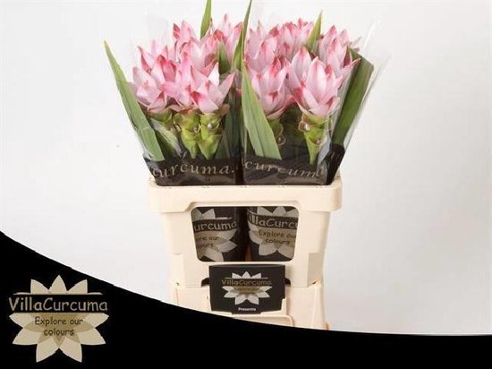 DutchFlowers - Boeket - 5x Curcuma siam sunrise 60cm | bol